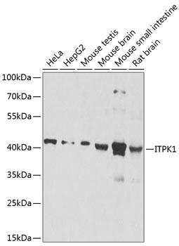 ITPK1 Antibody - Cat. No. 23-504 | ProSci