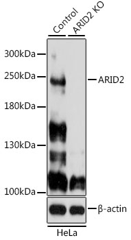 ARID2 Antibody, KO Validated - Cat. No. 23-684 | ProSci
