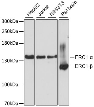 ERC1 Antibody - Cat. No. 23-873 | ProSci