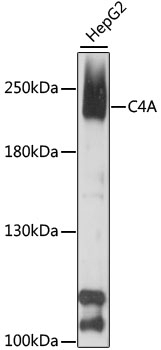 C4A Antibody - Cat. No. 23-874 | ProSci