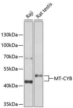 MT-CYB Antibody - Cat. No. 23-903 | ProSci