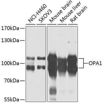 OPA1 Antibody - Cat. No. 23-931 | ProSci