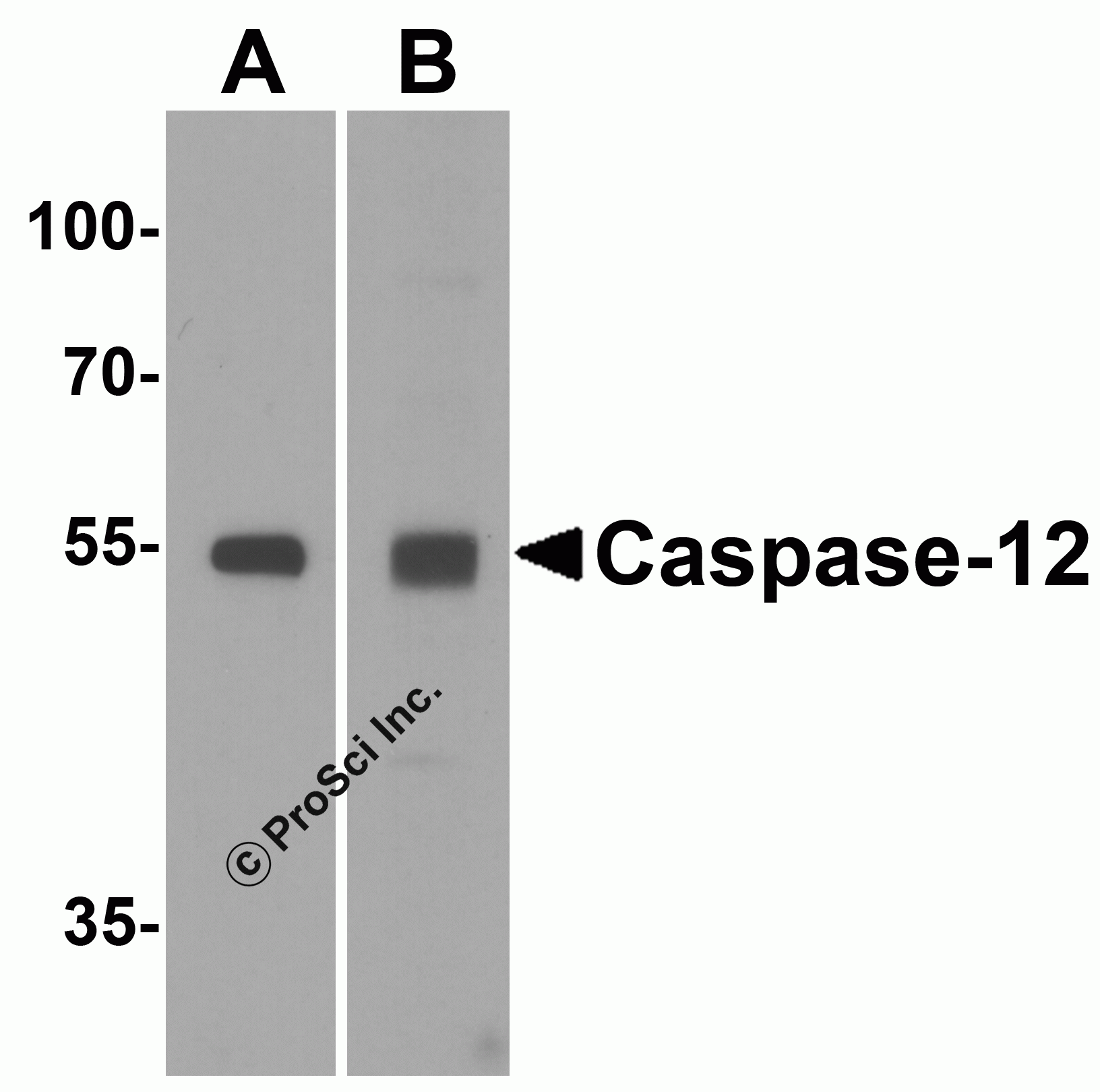 Caspase-12 Peptide - Cat. No. 2327P | ProSci