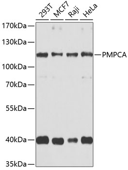 PMPCA Antibody - Cat. No. 24-001 | ProSci