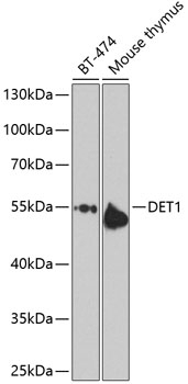 DET1 Antibody - Cat. No. 24-006 | ProSci