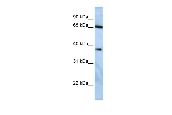 USP3 Antibody - Cat. No. 25-151 | ProSci