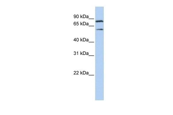 PEO1 Antibody - Cat. No. 25-360 | ProSci