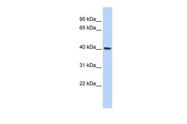 INSIG1 Antibody - Cat. No. 25-587 | ProSci