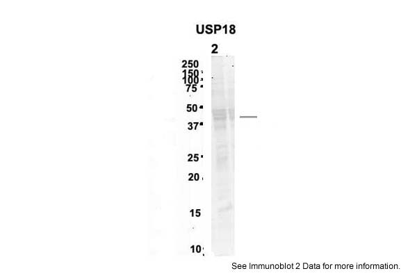 USP18 Antibody - Cat. No. 26-117 | ProSci