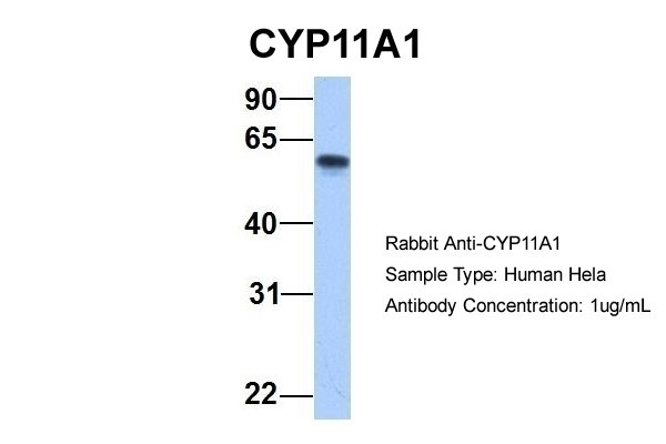 CYP11A1 Antibody - Cat. No. 26-624 | ProSci