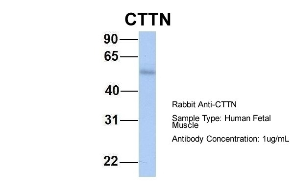 CTTN Antibody - Cat. No. 26-630 | ProSci