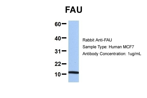 FAU Antibody - Cat. No. 26-899 | ProSci