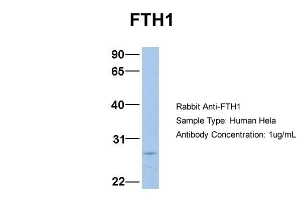 FTH1 Antibody - Cat. No. 26-903 | ProSci