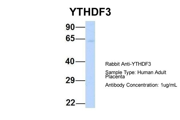 YTHDF3 Antibody - Cat. No. 27-041 | ProSci