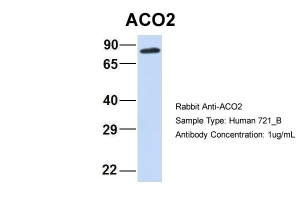 ACO2 Antibody - Cat. No. 27-083 | ProSci