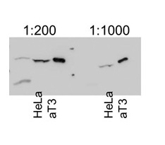 ERLIN2 Antibody - Cat. No. 27-171 | ProSci