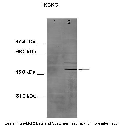 IKBKG Antibody - Cat. No. 27-263 | ProSci