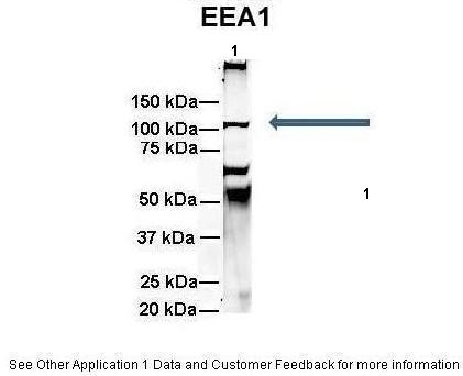 EEA1 Antibody - Cat. No. 27-281 | ProSci