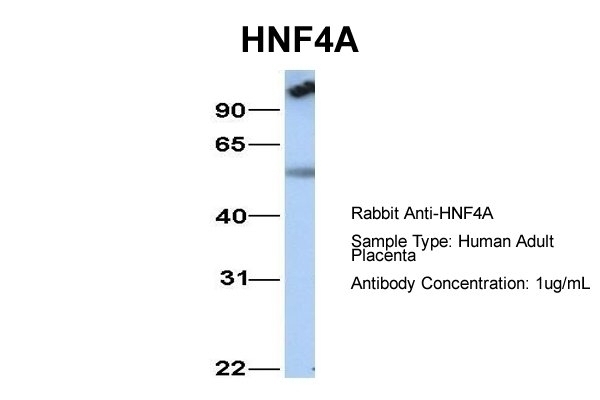 HNF4A Antibody - Cat. No. 27-452 | ProSci