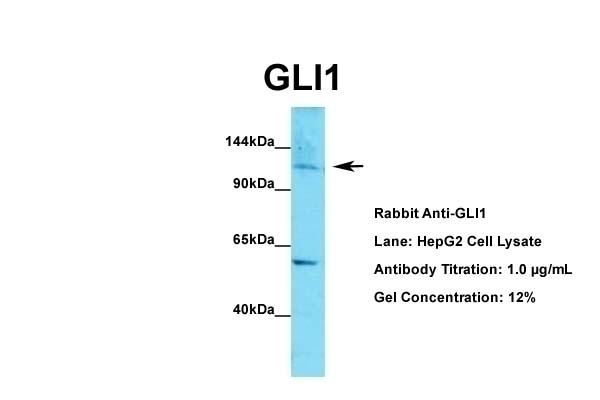 GLI1 Antibody - Cat. No. 27-566 | ProSci