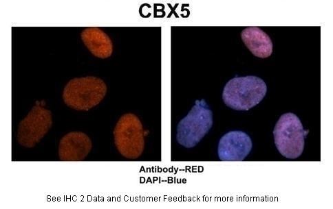 CBX5 Antibody - Cat. No. 27-613 | ProSci
