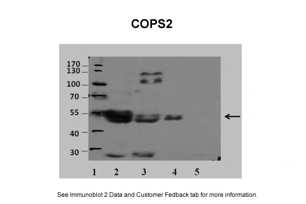 COPS2 Antibody - Cat. No. 28-027 | ProSci