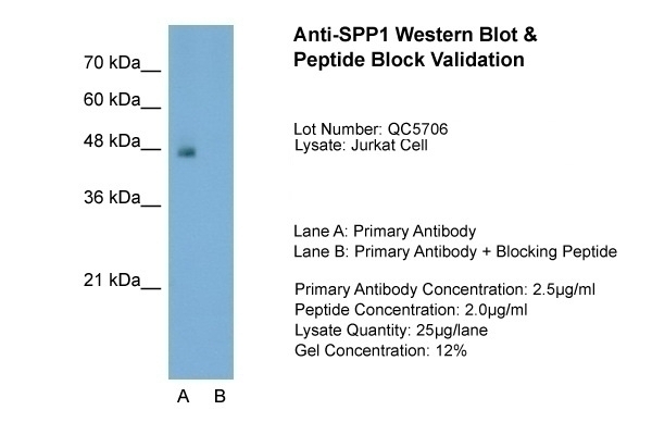 SPP1 Antibody - Cat. No. 28-547 | ProSci