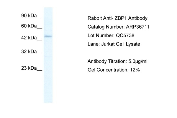 ZBP1 Antibody - Cat. No. 28-556 | ProSci