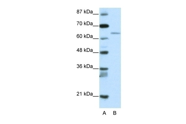 RFX5 Antibody - Cat. No. 28-765 | ProSci