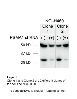 PSMA1 Antibody - Cat. No. 29-293 | ProSci