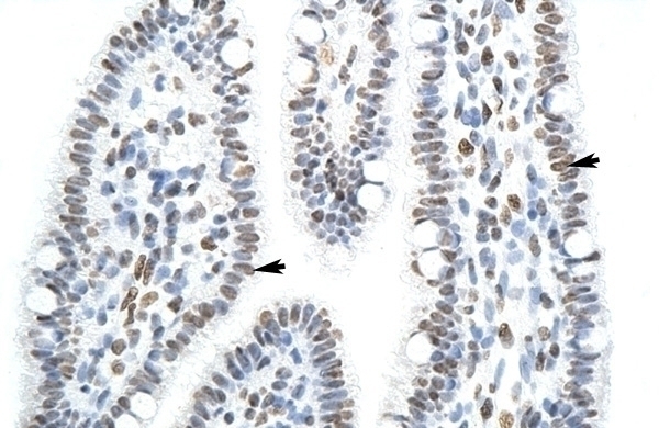 SFPQ Antibody - Cat. No. 29-346 | ProSci