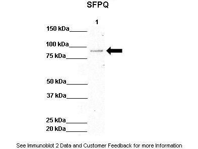 SFPQ Antibody - Cat. No. 29-346 | ProSci