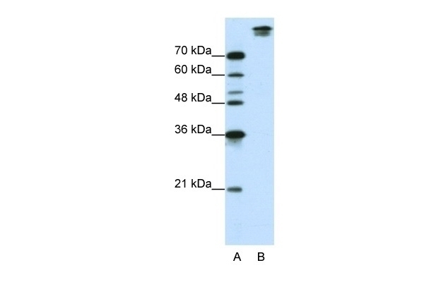 SF3B1 Antibody - Cat. No. 29-408 | ProSci