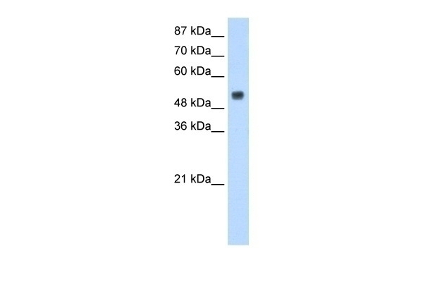 DRB1 Antibody - Cat. No. 29-511 | ProSci