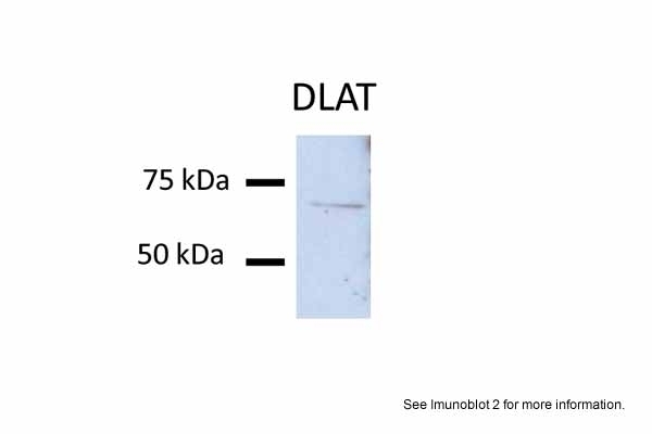 DLAT Antibody - Cat. No. 29-681 | ProSci