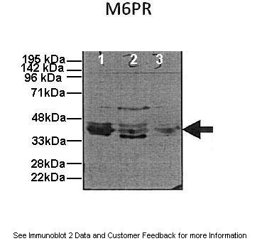M6PR Antibody - Cat. No. 29-879 | ProSci