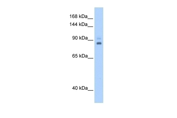 TPX2 Antibody - Cat. No. 30-172 | ProSci