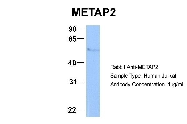 METAP2 Antibody - Cat. No. 30-803 | ProSci