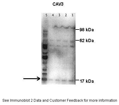 CAV3 Antibody - Cat. No. 31-074 | ProSci