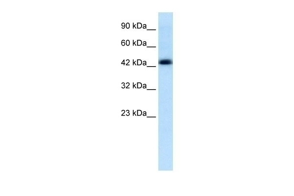 MBP-1 Antibody - Cat. No. 31-235 | ProSci