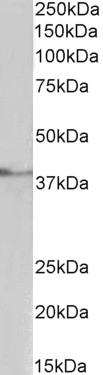 P2rx4 Antibody - Cat. No. 43-001 | ProSci