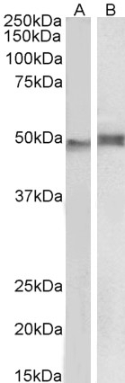 NCF1 Antibody - Cat. No. 45-096 | ProSci