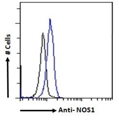 NOS1 Antibody - Cat. No. 45-098 | ProSci