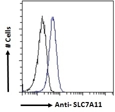 SLC7A11 Antibody - Cat. No. 46-378 | ProSci