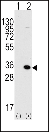 MBD3 Antibody - Cat. No. 55-160 | ProSci