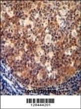 IL12B Antibody - Cat. No. 55-192 | ProSci