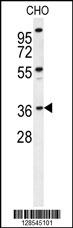 DEM1 Antibody - Cat. No. 55-206 | ProSci