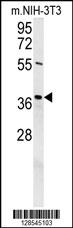 DEM1 Antibody - Cat. No. 55-206 | ProSci