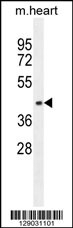 AP1M1 Antibody - Cat. No. 55-800 | ProSci