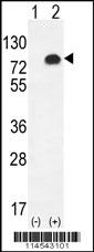 GPC6 Antibody - Cat. No. 55-977 | ProSci
